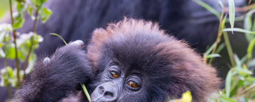 3-Days Rwanda Safaris: Explore Wildlife and Culture